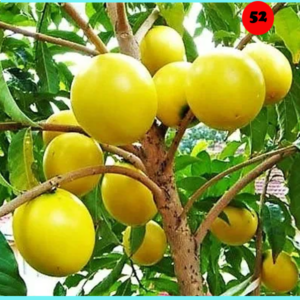 Exotic Fruit Plants