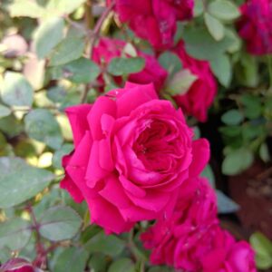 Roses - MSP ROSE GARDEN