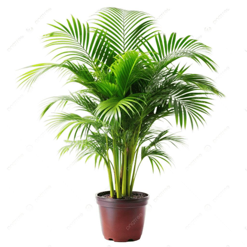 Ornamental Plants