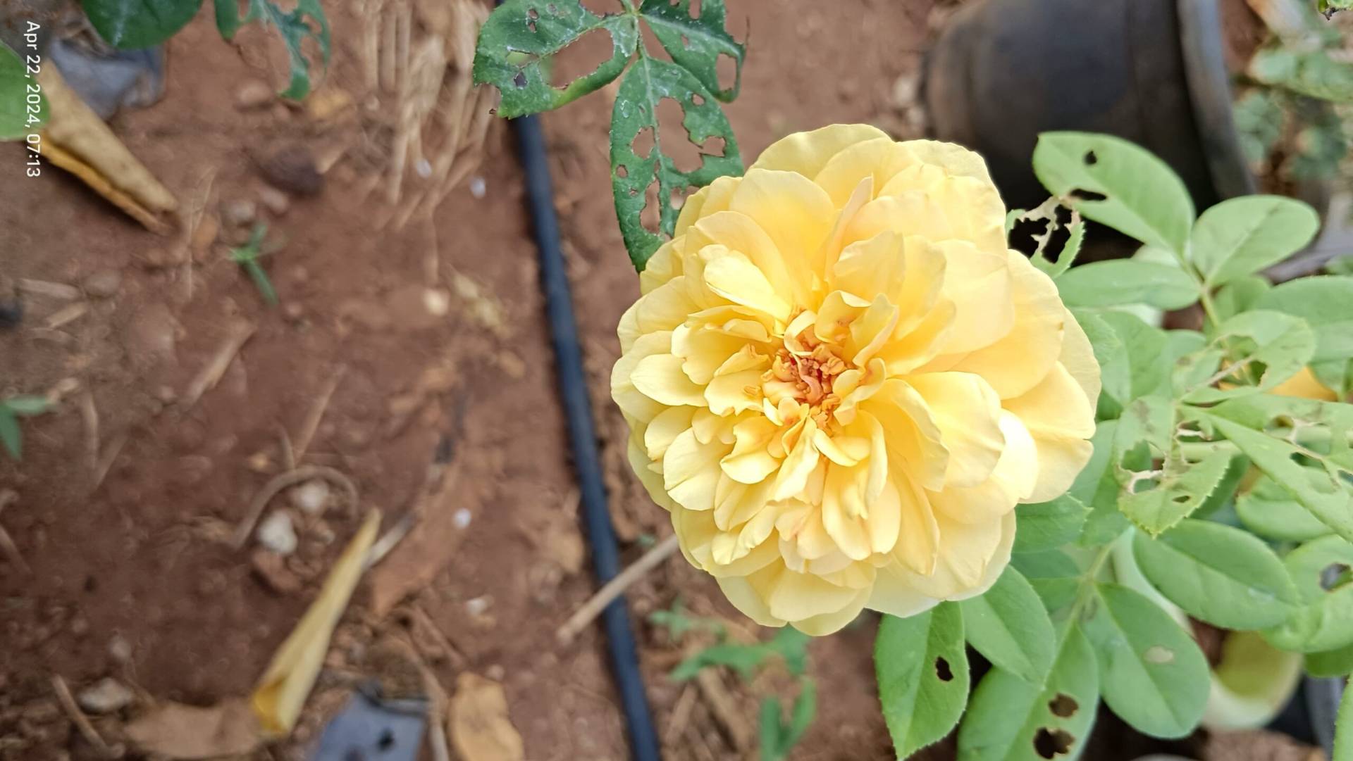 Homepage [msprosegarden.com]